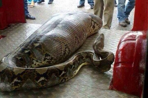 Python-Swallows-Man-in-India - RVCJ Media