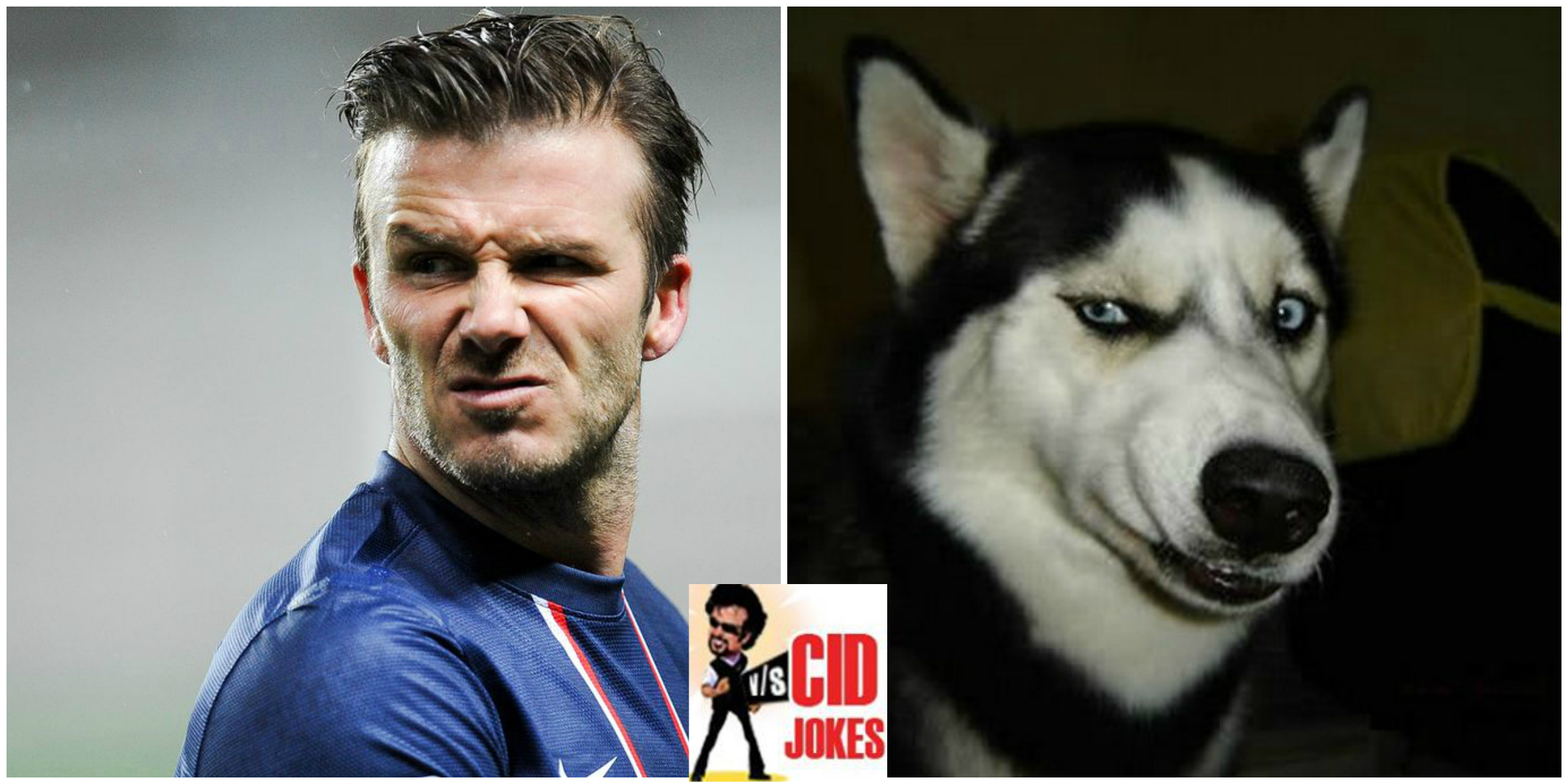 10 Funny Pics Showing Animals Imitating Humans - RVCJ Media