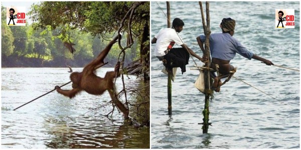 10 Funny Pics Showing Animals Imitating Humans - RVCJ Media