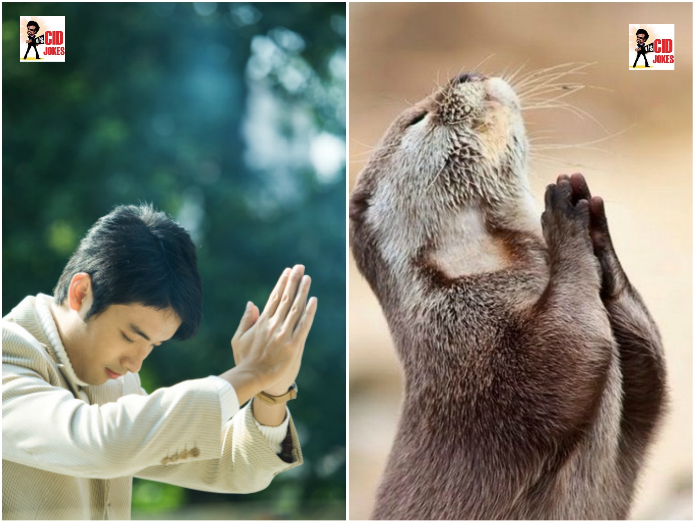 10 Funny Pics Showing Animals Imitating Humans - RVCJ Media