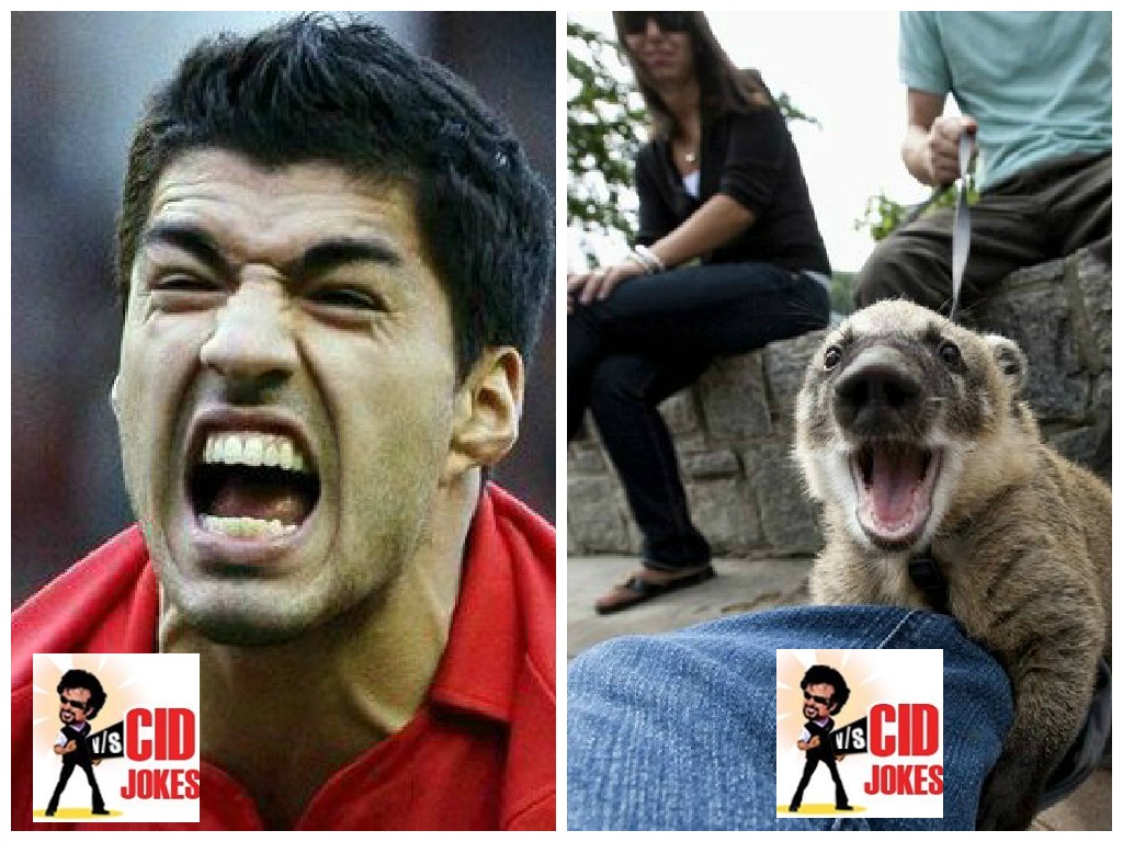 10 Funny Pics Showing Animals Imitating Humans - RVCJ Media