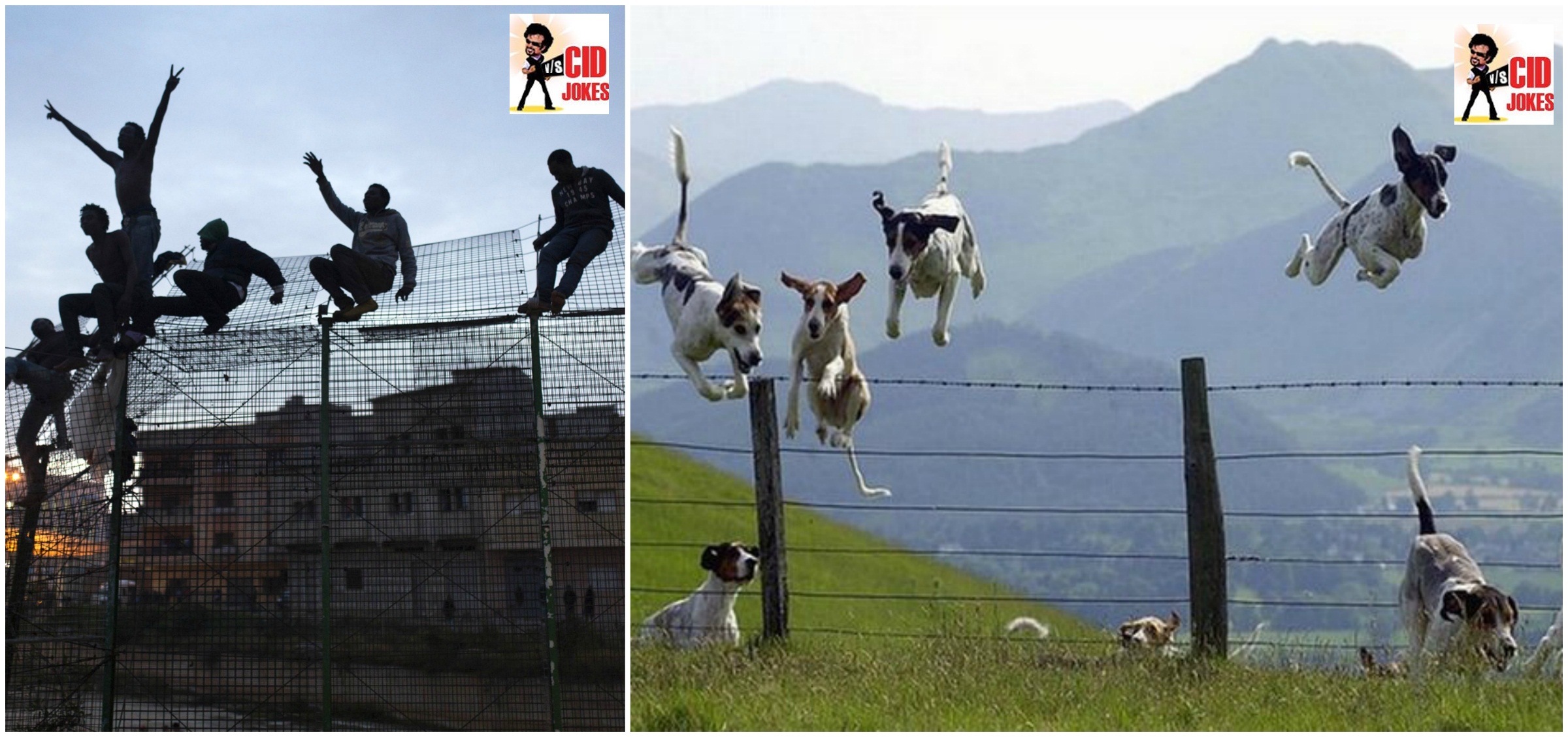 10 Funny Pics Showing Animals Imitating Humans - RVCJ Media