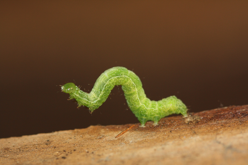 inch_worm_by_jack_the_flasher-d2xtnz4 (1) - RVCJ Media