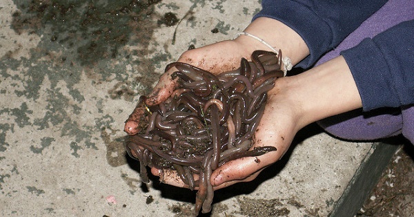 worms-picker - RVCJ Media