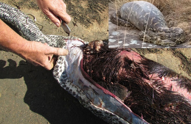 These 4 Pictures Of Python Dying After Eating Huge Porcupine Will Shock ...