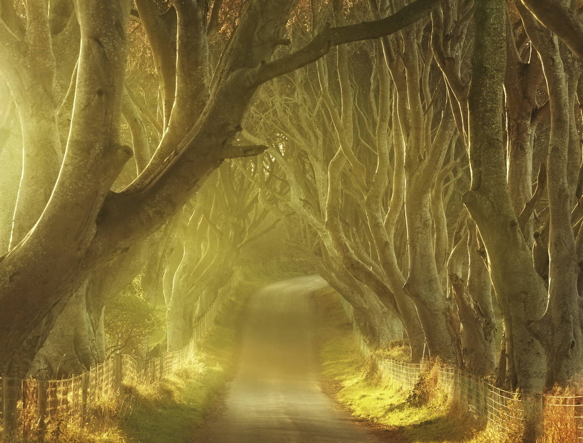 12 Fantastic Tree Tunnels Around The World Which Leads You To The ...