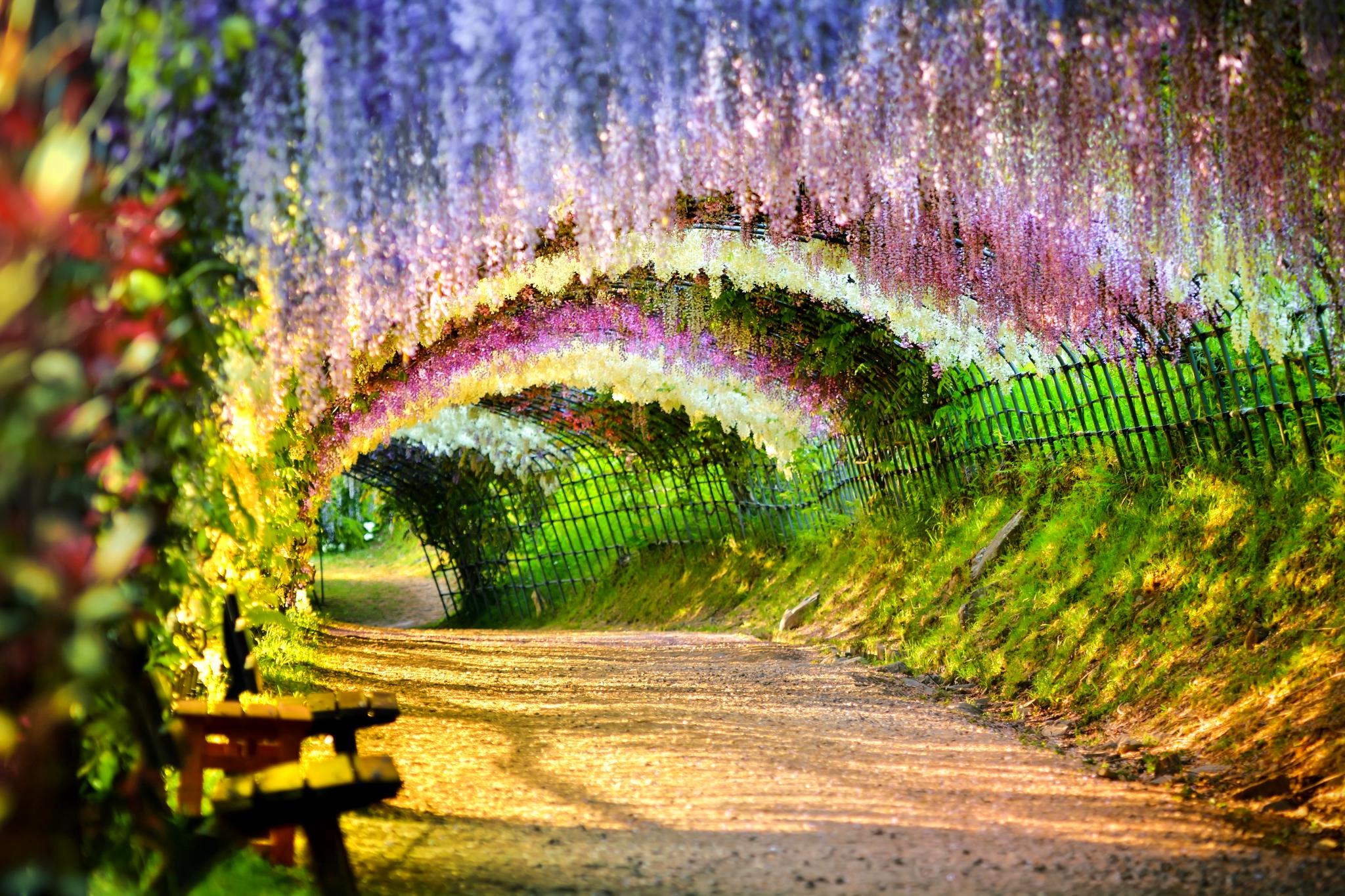 12 Fantastic Tree Tunnels Around The World Which Leads You To The ...