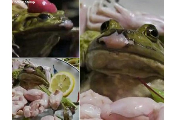 eating-live-Frog-Japan - RVCJ Media