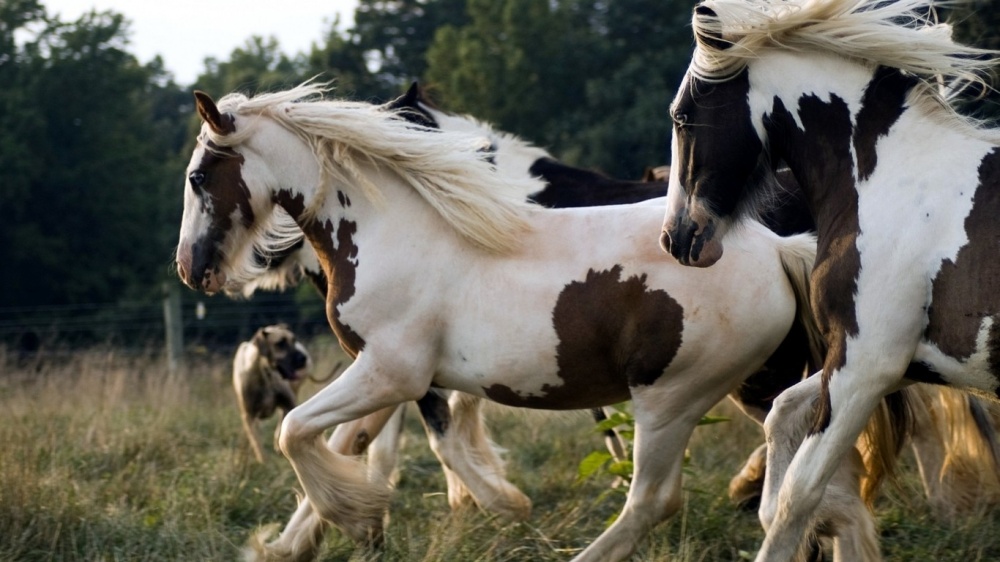 The Pinto Horse - RVCJ Media