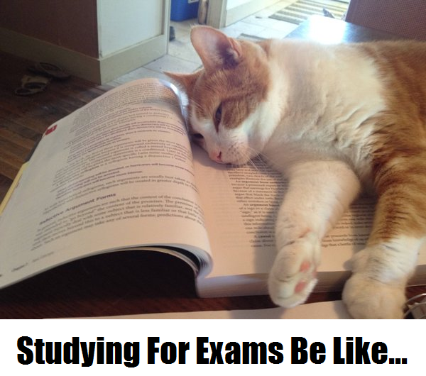 14 Memes Where Cats Will Make You Roar With Laughter - RVCJ Media