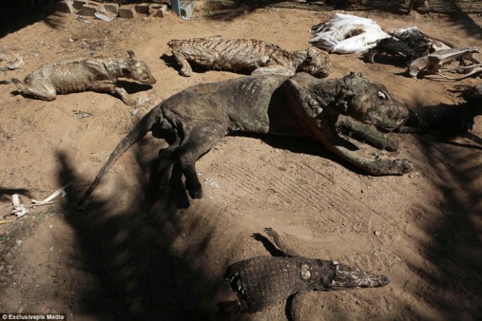 17 Pics Of World’s WORST ZOOS Where Animals Are Starved To Death ...