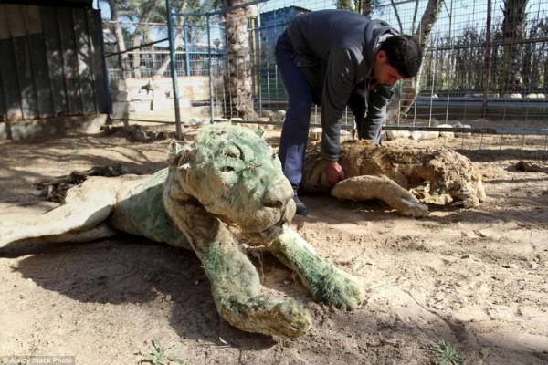 17 Pics Of World’s WORST ZOOS Where Animals Are Starved To Death ...