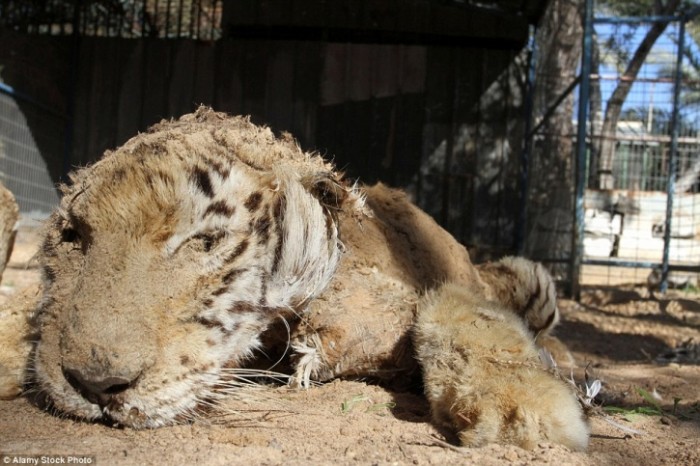 17 Pics Of World’s WORST ZOOS Where Animals Are Starved To Death ...