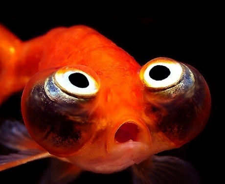 This Is The Reason Why Fish Don't Die When Lightning Strikes The Sea ...