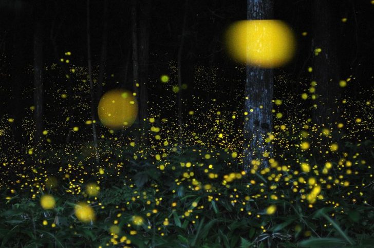 Ever Wondered Why Fireflies Glow During Summer Nights? Here's The Exact ...