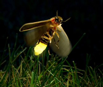 glowing-firefly-light-emitting-bug - RVCJ Media