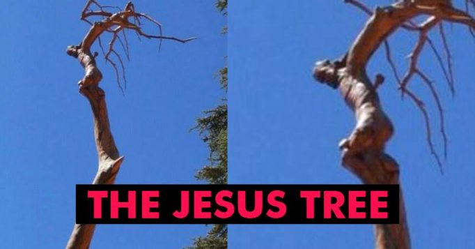 There Is Actually A 'Jesus Tree' In Lebanon, And Its History Is Amazing ...