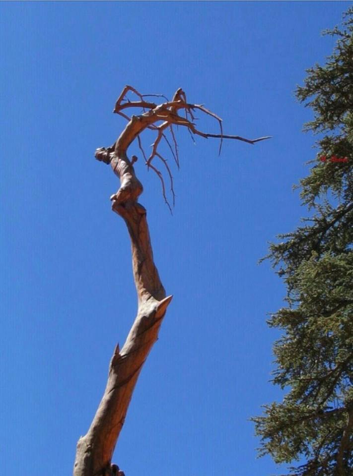 There Is Actually A 'Jesus Tree' In Lebanon, And Its History Is Amazing ...