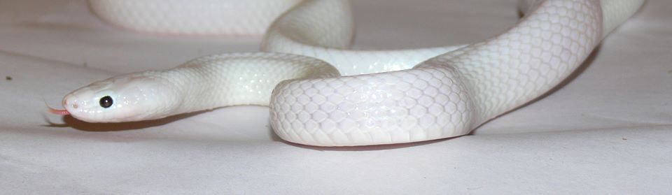 Meet The Most Beautiful & Unique Snake Ever! You'll Love How It Looks ...
