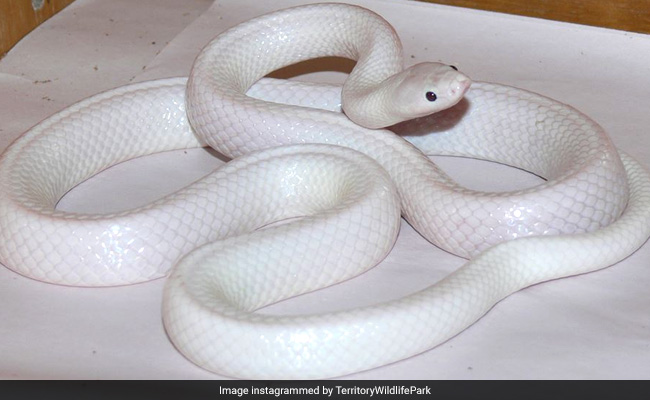 white snake - RVCJ Media