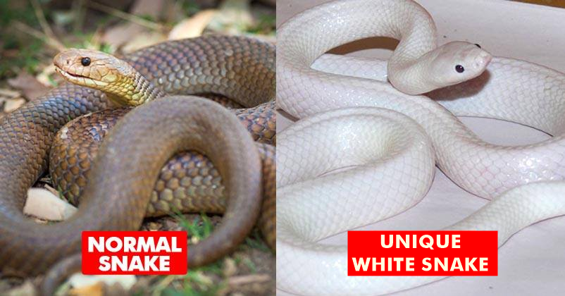 Meet The Most Beautiful & Unique Snake Ever! You'll Love How It Looks ...