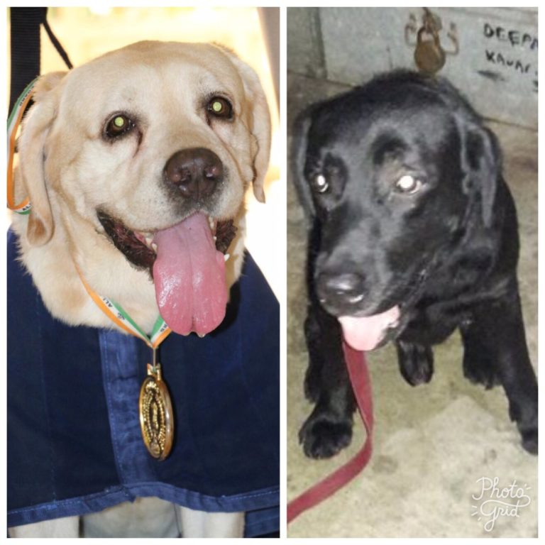 vip dogs - RVCJ Media