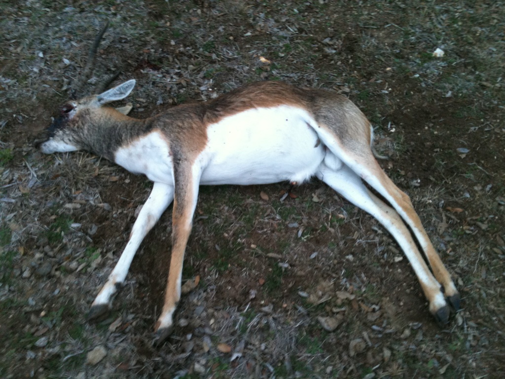 Meet The Man Who Led Salman Khan To Jail In The Black Buck Poaching ...