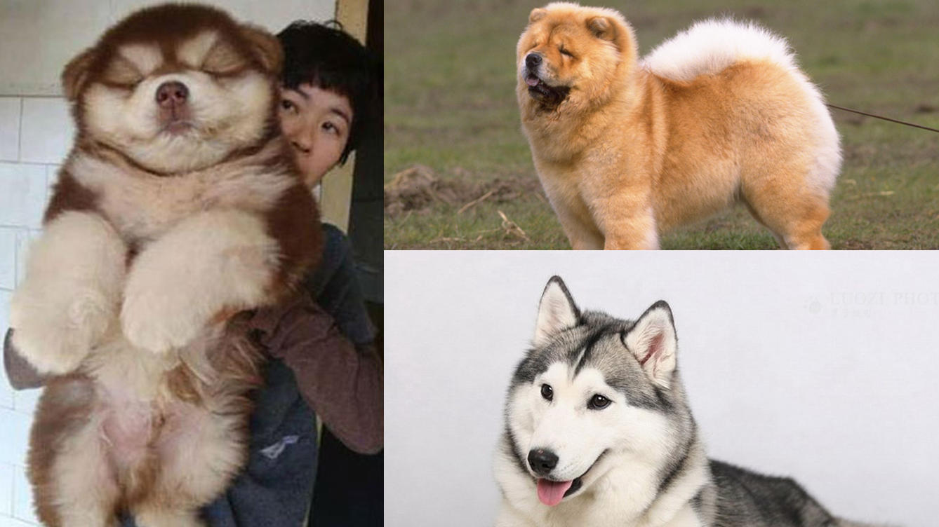 15 Dog Cross-Breeds That Will Make You Go Awwww - RVCJ Media