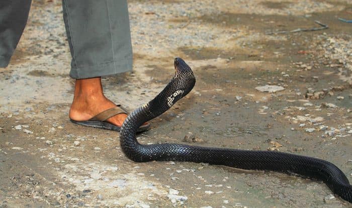 Snake Bit 70-Yr Old Man In Gujarat. You Can’t Imagine What The Angry ...