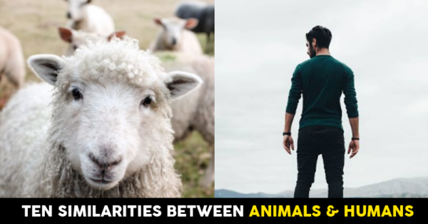 10 Similarities Between Humans And Animals - RVCJ Media