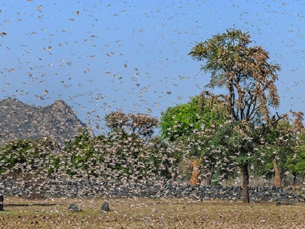 Arnab Goswami Says Pakistan Is Behind Locust Swarms In India, Gets ...
