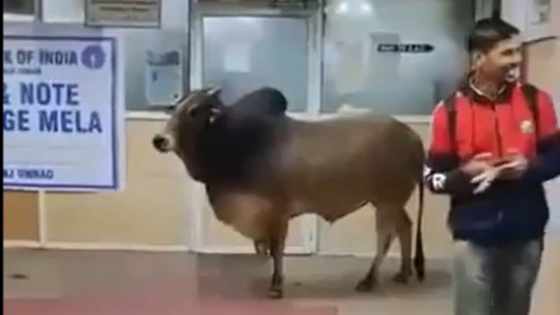 ‘Come After Lunch,’ X Floods With Hilarious Reactions As A Bull Enters ...