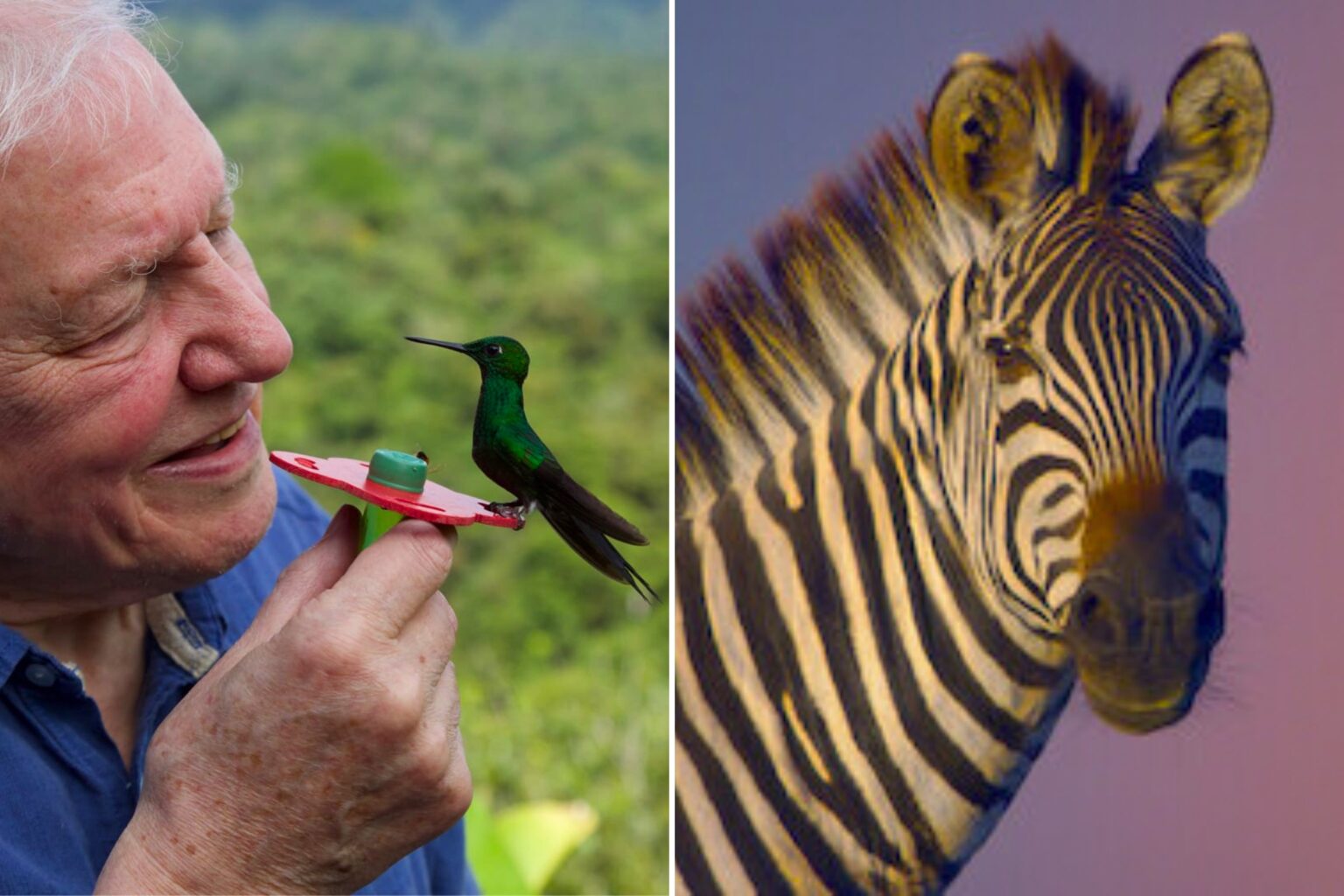 The 9 Best David Attenborough Documentaries | Our Planet, Wild Isles ...