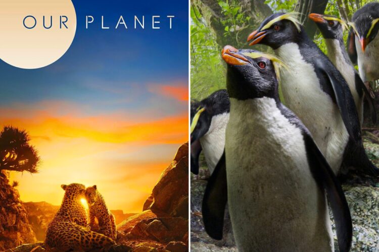 The 9 Best David Attenborough Documentaries | Our Planet, Wild Isles ...