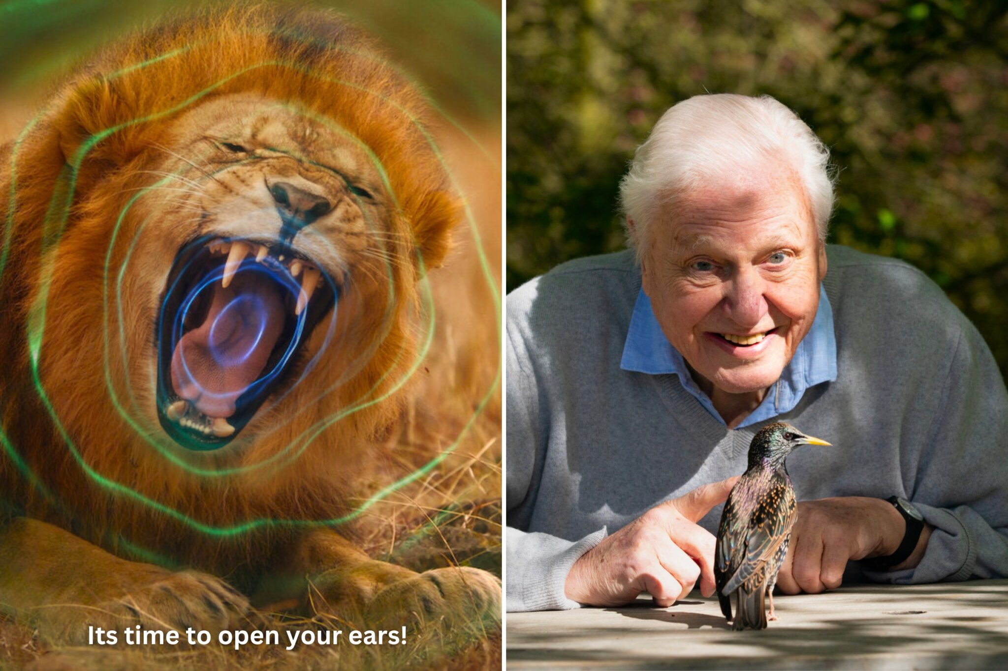 The 9 Best David Attenborough Documentaries | Our Planet, Wild Isles ...