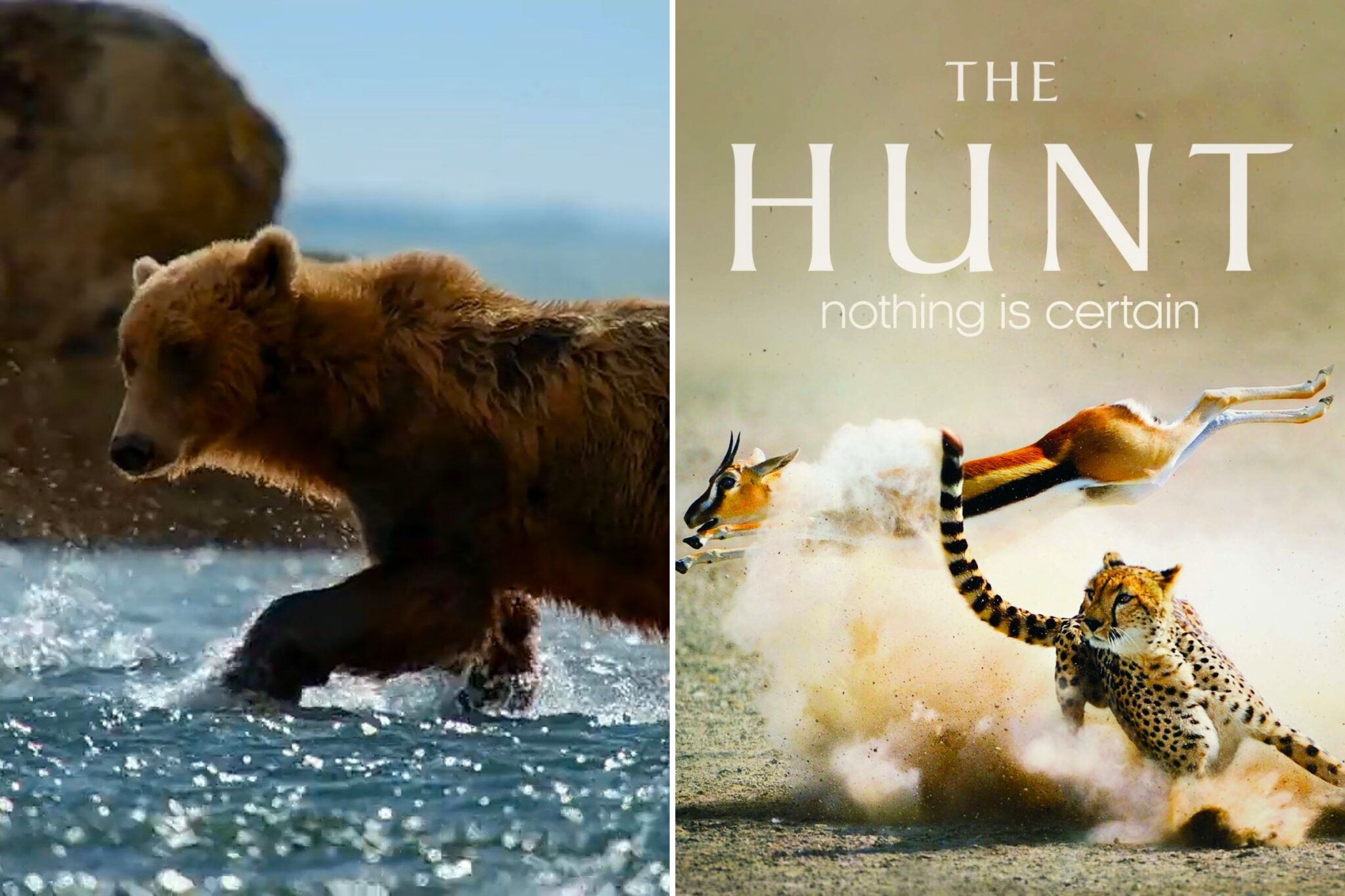 The 9 Best David Attenborough Documentaries | Our Planet, Wild Isles ...
