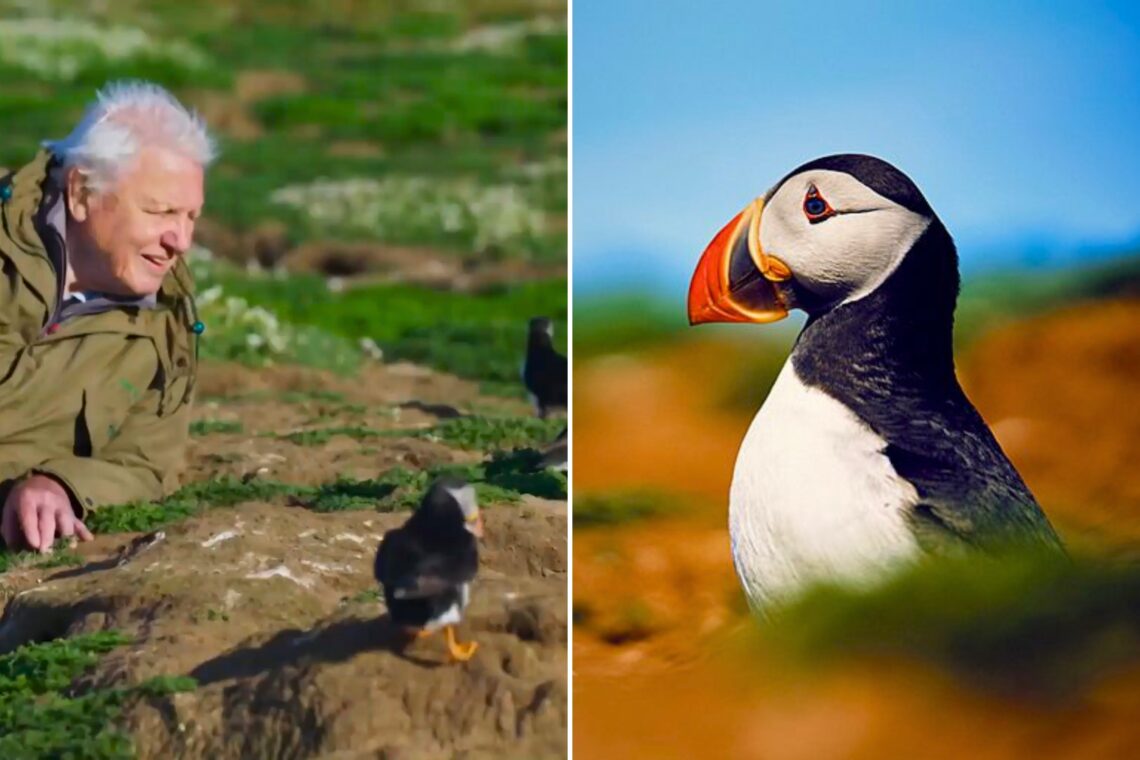 The 9 Best David Attenborough Documentaries | Our Planet, Wild Isles ...