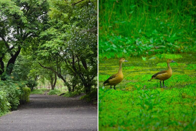 The 8 Best Parks in Mumbai | For Family Outings, Exploring Nature And ...