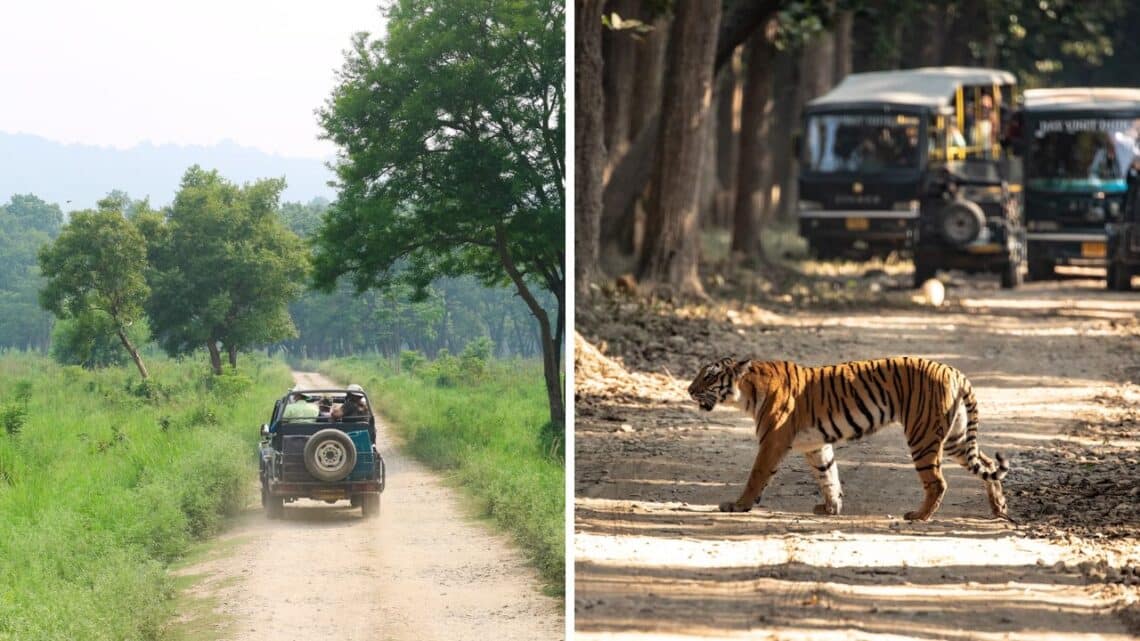 10 Best Tiger Safaris in India | Ranthambore, Jim Corbett And More... - RVCJ Media