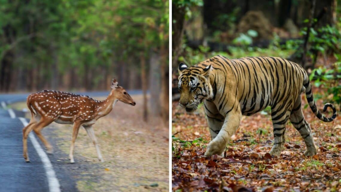 10 Best Tiger Safaris in India | Ranthambore, Jim Corbett And More... - RVCJ Media