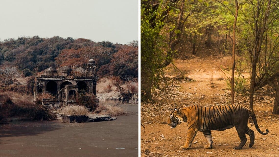 10 Best Tiger Safaris in India | Ranthambore, Jim Corbett And More... - RVCJ Media
