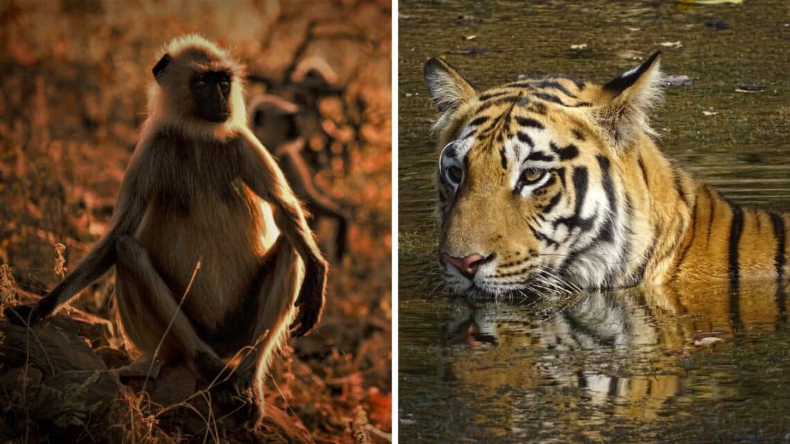 10 Best Tiger Safaris in India | Ranthambore, Jim Corbett And More... - RVCJ Media